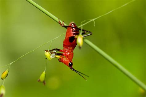 Red Hopper 01 By Melvynyeo On Deviantart