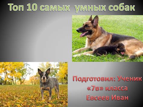 Топ 10 самых умных собак в мире презентация онлайн