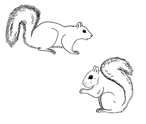 Gray Squirrel Illustration