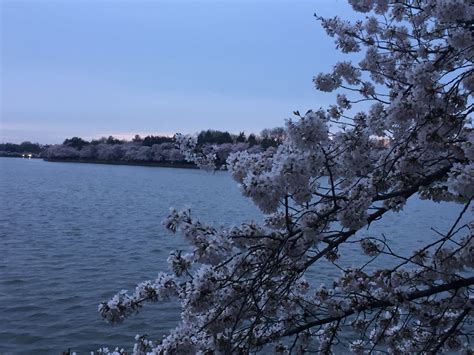 Now In Peak Bloom Cherry Blossoms Face Wintry Threat Wtop News