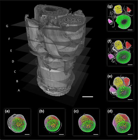 Biomimetic Systems And Design In The 3d Characterization Of The Complex Vascular System Of