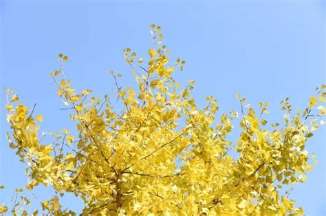美哭！江山這個村莊入選省「十大最美銀杏村落」，快去打卡 每日頭條
