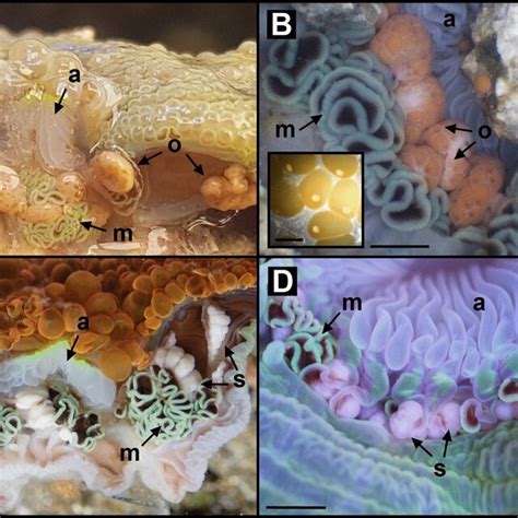 Sexually Mature A B Female And C D Male Ricordea Yuma Polyps The