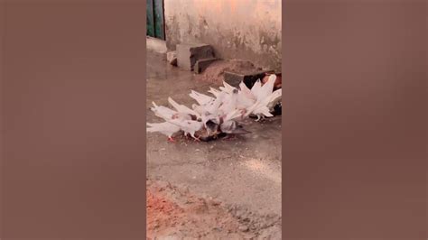 13 ਸਤੰਬਰ 2024 Youtube