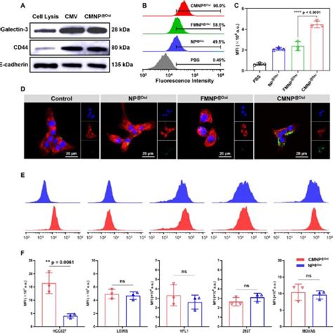 In Vitro Cellular Uptake And Specific Homologous Targeting Capacity Of