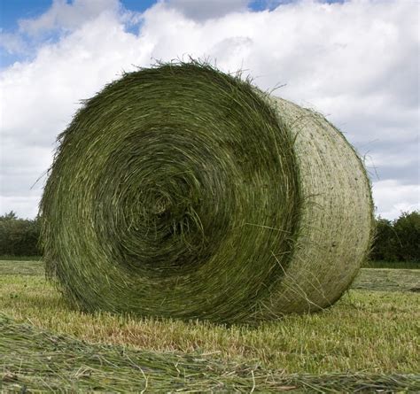 Buy Alfalfa Hay Bales For Sale Supreme Lucerne Hay Wholesale Supplier