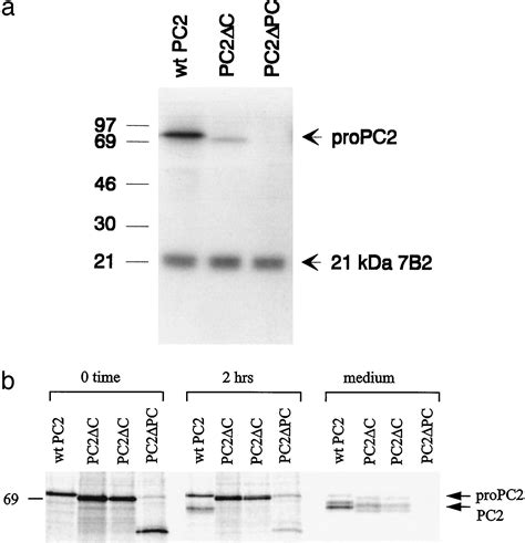 Structural Elements of PC2 Required for Interaction with Its Helper ...