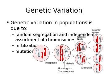 Chromosomal Inheritance Notes By Science Corner Tpt