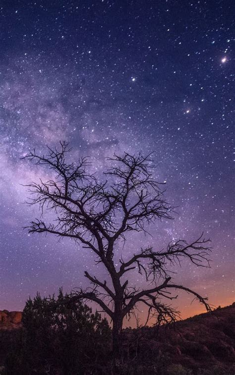 Barren Tree Stands In Silhouette Against A Starlit Night Sky