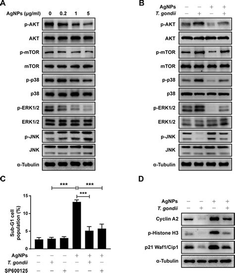 Silver Nanoparticle Induced Apoptosis In ARPE 19 Cells Is Inhibited By IJN