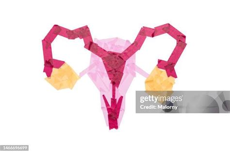 Ovary Fallopian Tube Photos And Premium High Res Pictures Getty Images