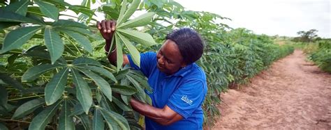 Project To Build Sustainable Cassava Seed System In Africa Gets New Phase