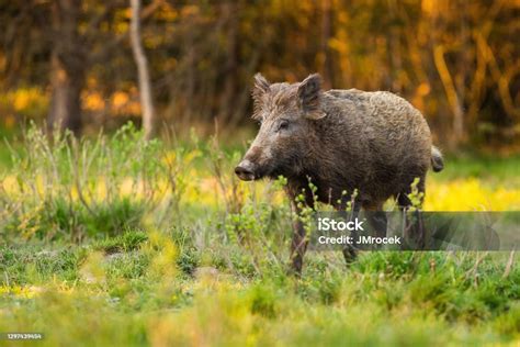 일출에 봄에 신선한 성장 잔디와 함께 글레이드에 서 멧돼지 경고 갈색에 대한 스톡 사진 및 기타 이미지 갈색 계절 기민 Istock