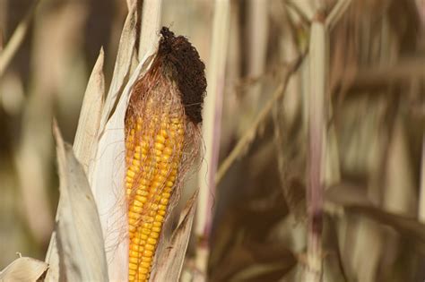 농업 분야에서 완전히 익은 씨앗 줄기로 마른 옥수수 옥수수 수확 시간 가을에 대한 스톡 사진 및 기타 이미지 가을 계절 곡물 수확량 Istock