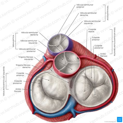 Esqueleto Fibroso Del Corazón Anatomía Y Función Kenhub