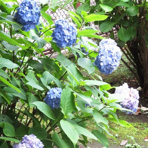 Sakamotomiso On Twitter 関東はとうとう梅雨入りです。この時期といえば紫陽花あじさいですね。 T