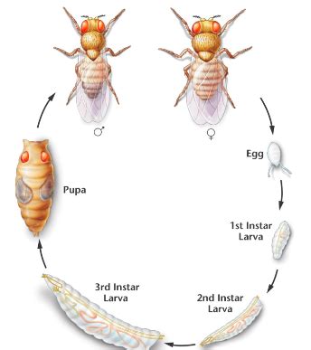 Genetics Chapter 9 Extranuclear Inheritance Flashcards Quizlet