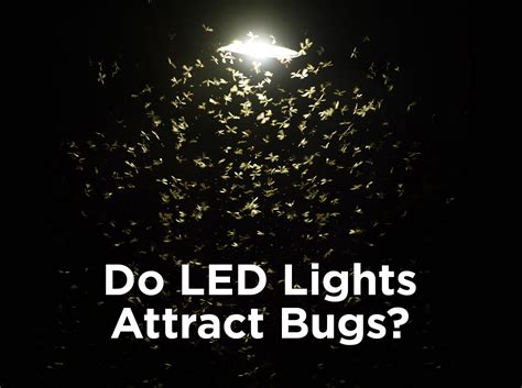 Do LED Lights Attract Bugs Bulbs Blog