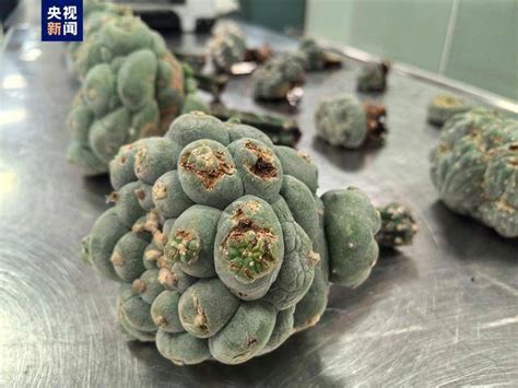 多肉植物可致幻海关拦截12株 植株 羽玉 行李