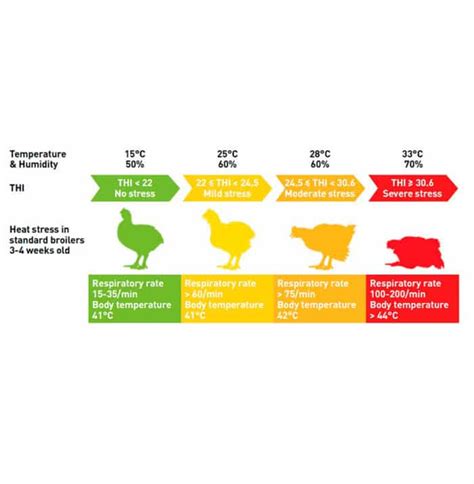 Body Temperature Of Broiler Chicken At Natasha Ransford Blog