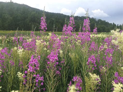 Хөвөн оройт буюу цайны төрлийн Байгалийн амт зөгийн бал Facebook