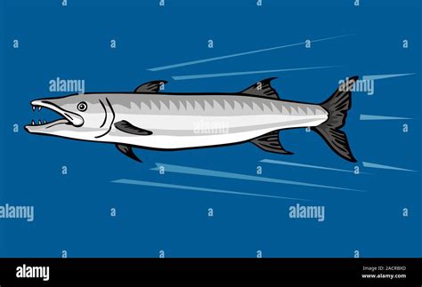 Barracuda Graphics Hi Res Stock Photography And Images Alamy