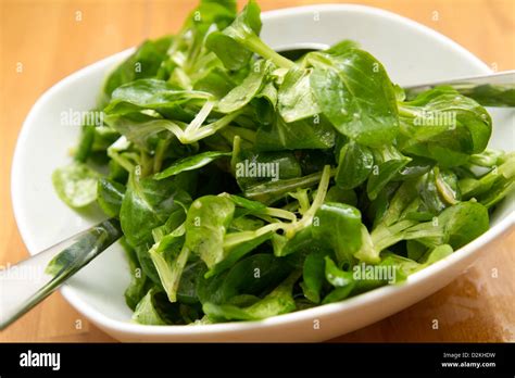 Rapunzel Salad Hi Res Stock Photography And Images Alamy