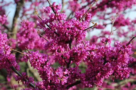 Popular Redbud Varieties Tree Topics