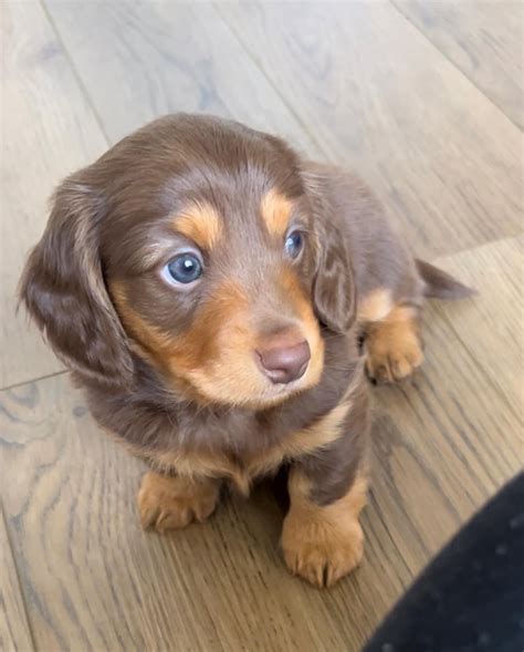 Teacup Dachshund Puppies For Sale Premium Teacup Puppies
