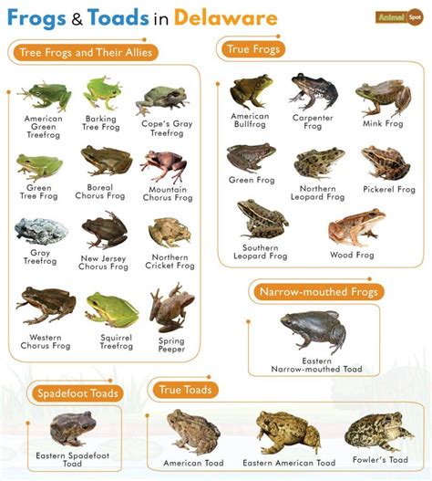 List Of Frogs And Toads Found In Massachusetts With Pictures