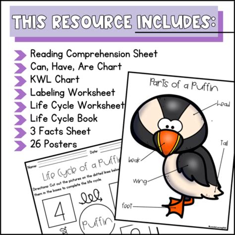 Life Cycle Of A Puffin Activities Worksheets Booklet Puffin Life