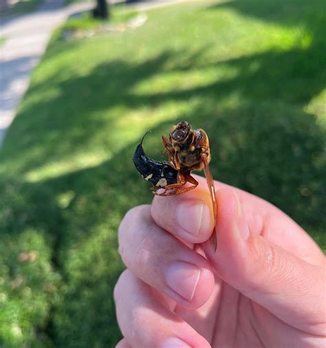Huge Cockroach Eating A Bug By The Hospital Hand For Reference R Sbu