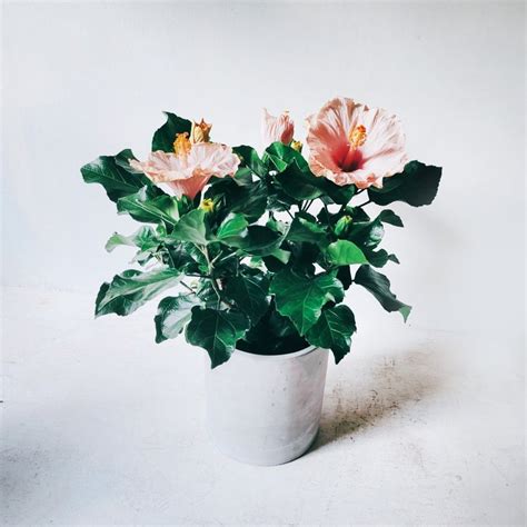 盆空間扶桑花 室內觀賞植物綠化花卉盆栽植栽 水泥盆 盆空間 Flower Plant Studio植栽 盆栽人氣榜 Pinkoi