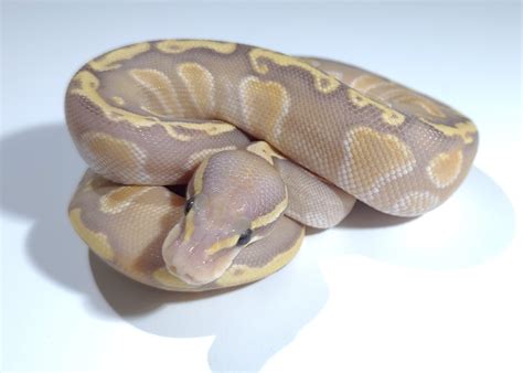 Banana Ghi Ball Python By Day 55 Morphmarket