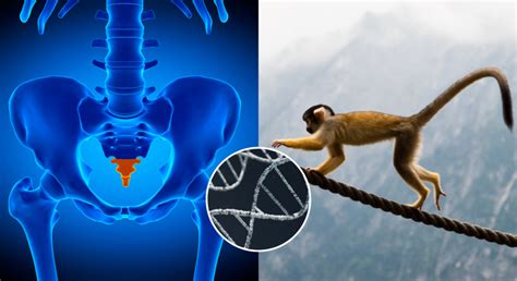 We Finally Understand Why Humans Dont Have Tails