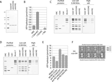 Figures And Data In Cdc6 Atpase Activity Disengages Cdc6 From The Pre