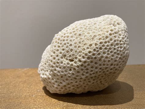 Fossil Sea Sponge Fossil Id The Fossil Forum