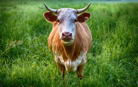 Chinese Zodiac For 2021 Year Of The Metal Ox — Anjie Cho