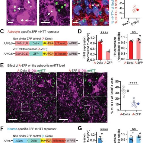 striatal mhtt lowering in astrocytes and neurons in hd model mice