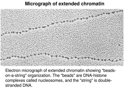 Ppt Nucleosomes Powerpoint Presentation Free Download Id 2975210