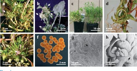 Rhodococcus Fascians Semantic Scholar