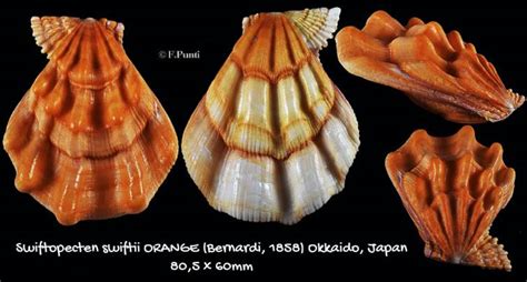 Shellauction Net Swiftopecten Swiftii 3366880 Shellauction Net Swiftopecten Swiftii 3366880