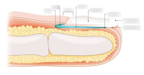 Fingernail Anatomy Diagram Quizlet