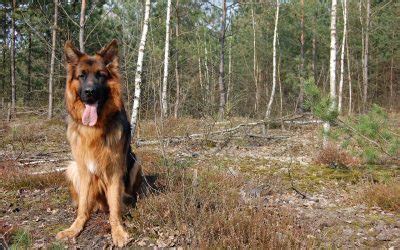 Qué peligros tiene la procesionaria en los perros Residencia Canina Dog House
