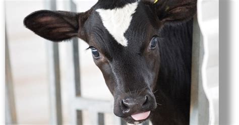Holstein Calves