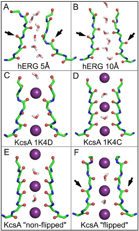 Selectivity Filter Conformations Of Herg Simulations And Kcsa Crystal