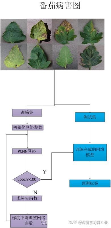 基于并行网络的农业病害识别，（以番茄叶为例，python代码，pytorch框架，平均识别准确率在95以上，以代码项目为基础写了一篇毕业设计