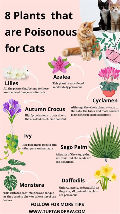 12 Plants That Are Potentially Poisonous For Your Cat Cat Friendly Plants Cat Safe Plants