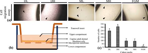Representative Pictures Of Chemo Attractant Driven Cell Download