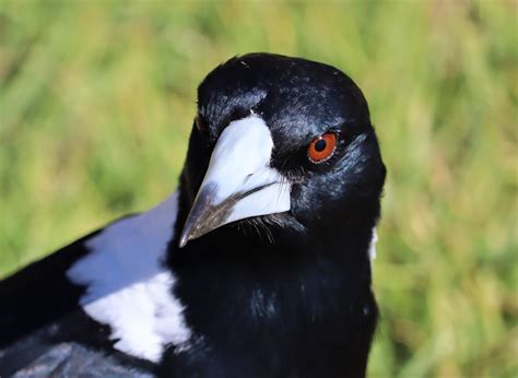 Long Memories How To Stay Safe In Magpie Season